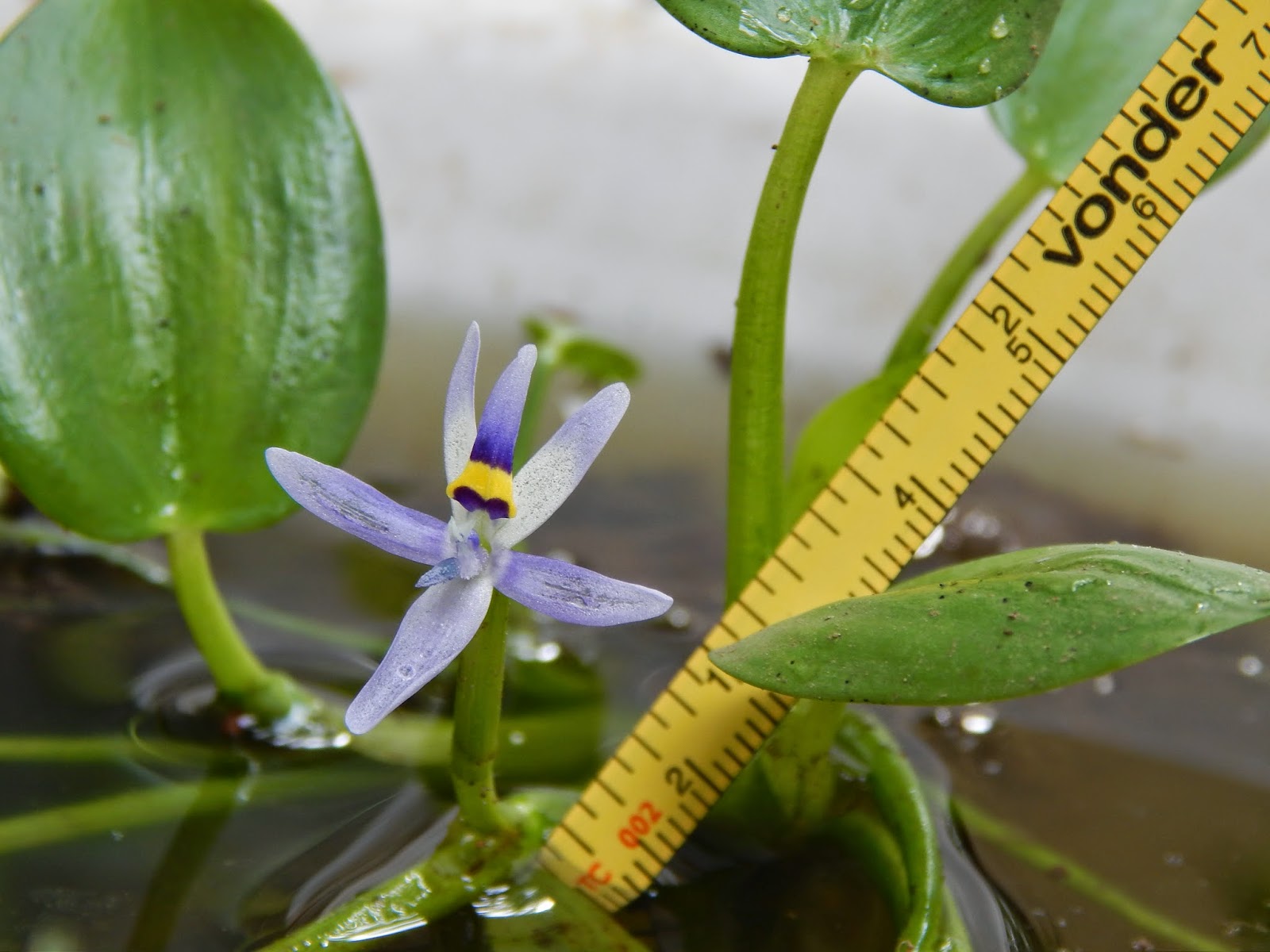 Sistemática Fanerógamas BIO 266 UEFS: Monocotiledônea do campus da UEFS ...
